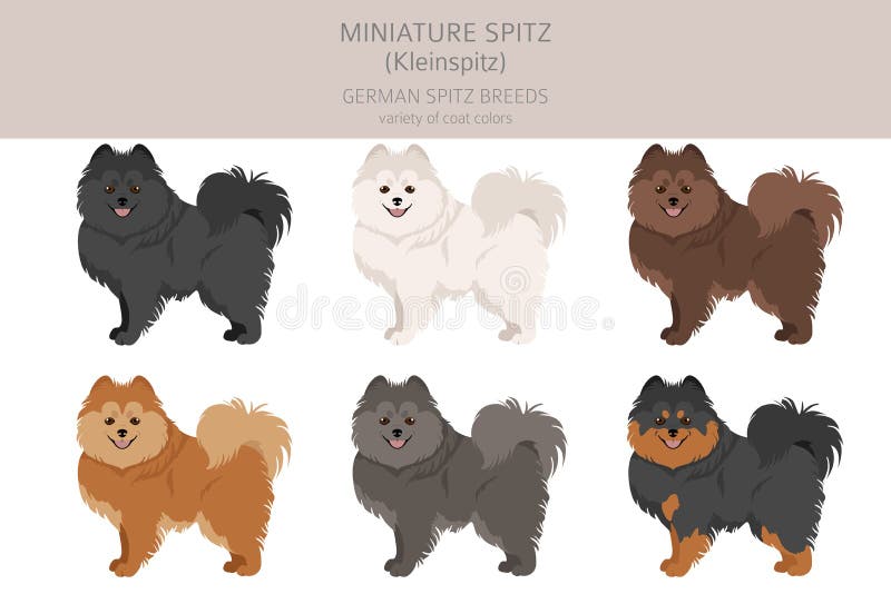 German Spitz, Wolfspitz Clipart. Different Poses, Coat Colors Set Stock Vector - Illustration of ...