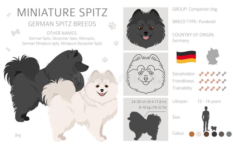 German Spitz, Miniature Spitz Clipart. Different Poses, Coat Colors Set ...