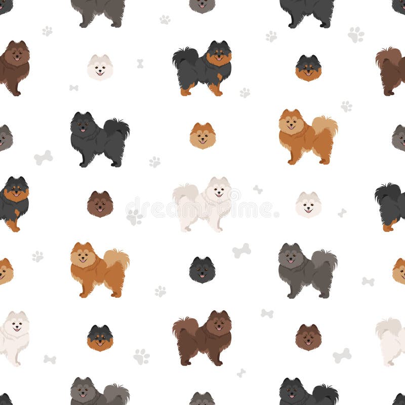 German Spitz, Miniature Spitz Seamless Pattern. Different Poses, Coat ...