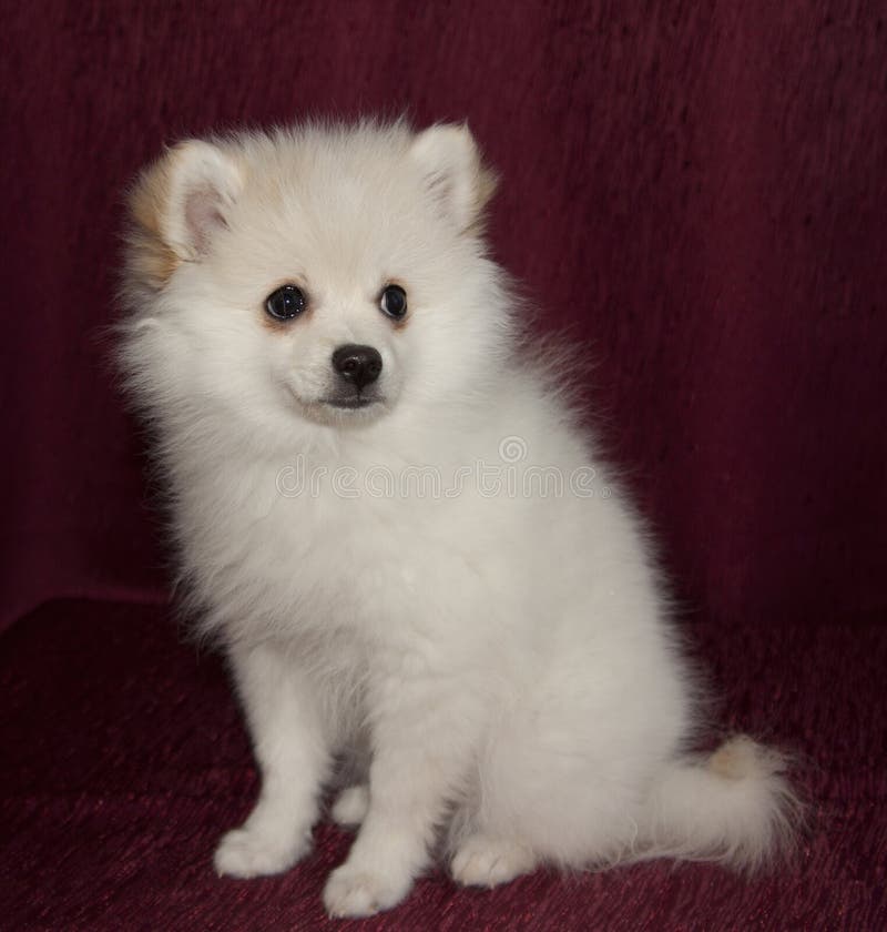 Puppy White German Spitz in a White Box. Stock Photo - Image of pets ...