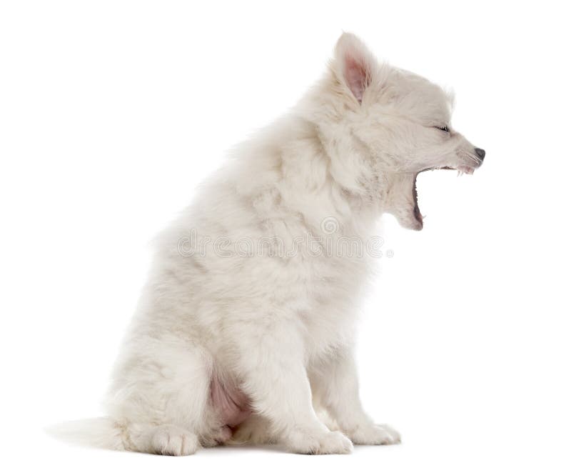 German Spitz Puppy Sitting and Yawning, Isolated on White Stock Image ...