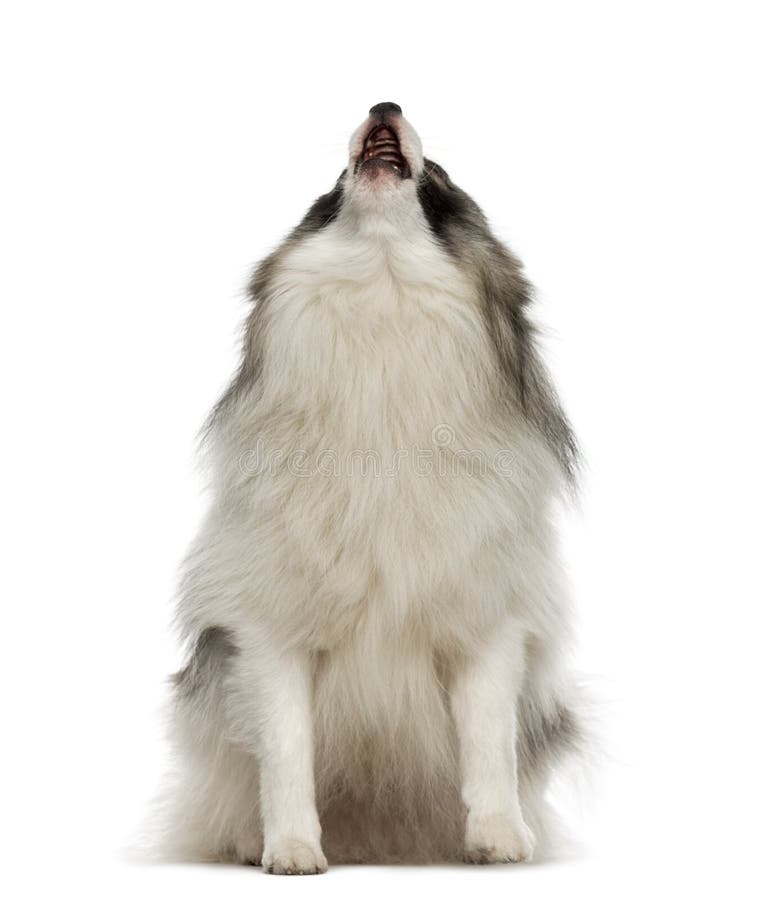 German Spitz Sitting and Howling Stock Image - Image of studio ...