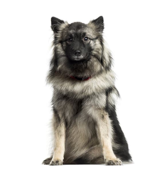 German Spitz Sitting, 11 Months Old, Isolated Stock Image - Image of ...