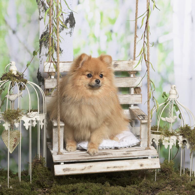 German spitz sitting stock image. Image of wolfspitz - 93865829