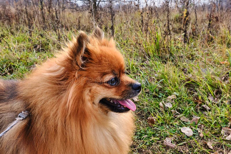 German Spitz on a Walk in Russia in the Forest Stock Photo - Image of ...