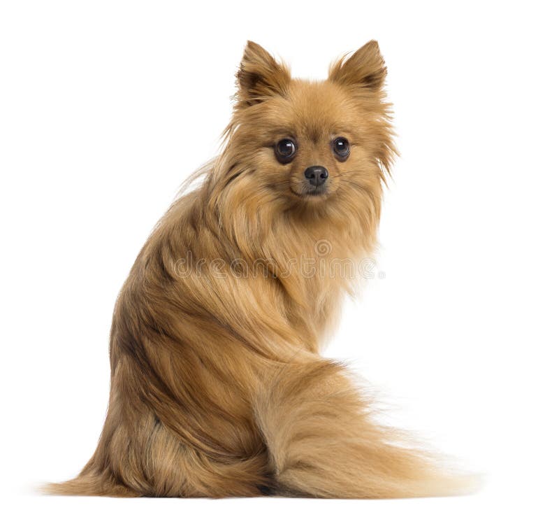 German Spitz on white stock photo. Image of domestic - 72545036