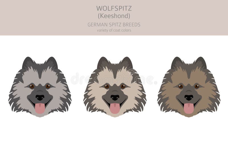 German Spitz, Wolfspitz Clipart. Different Poses, Coat Colors Set Stock ...
