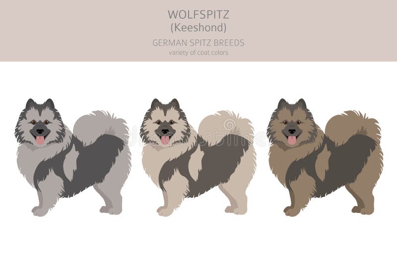 German Spitz, Wolfspitz Clipart. Different Poses, Coat Colors Set Stock Vector - Illustration of ...