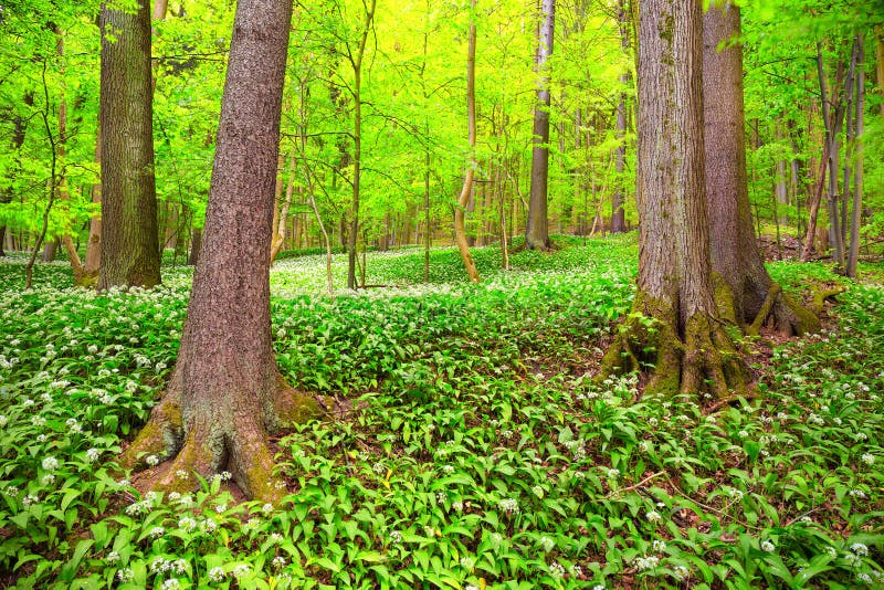 German Spring Countryside Landscape Stock Photo - Image of beauty ...