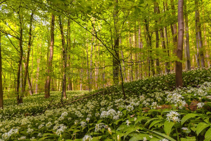 German Spring Countryside Landscape Stock Photo - Image of beauty ...