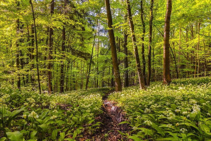 German Spring Countryside Landscape Stock Photo - Image of beauty ...