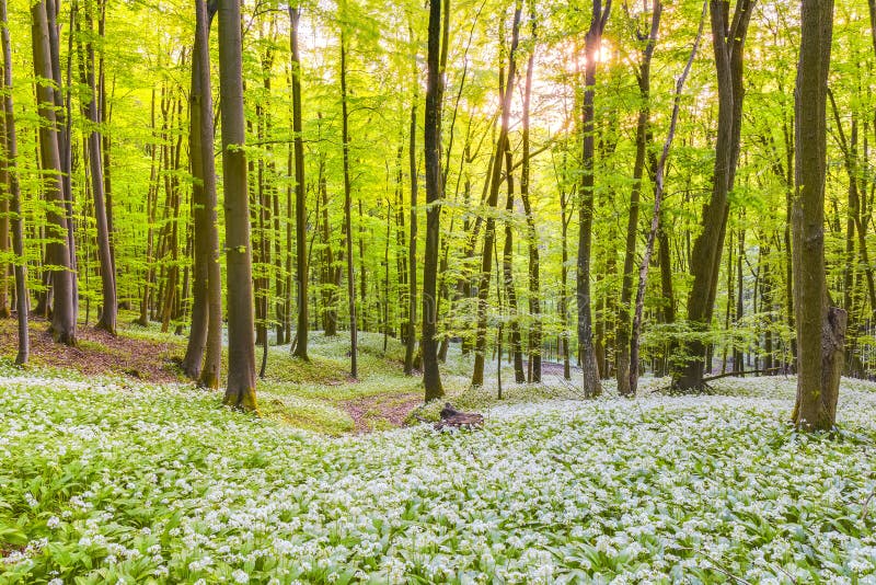 German Spring Countryside Landscape Stock Photo - Image of beauty ...