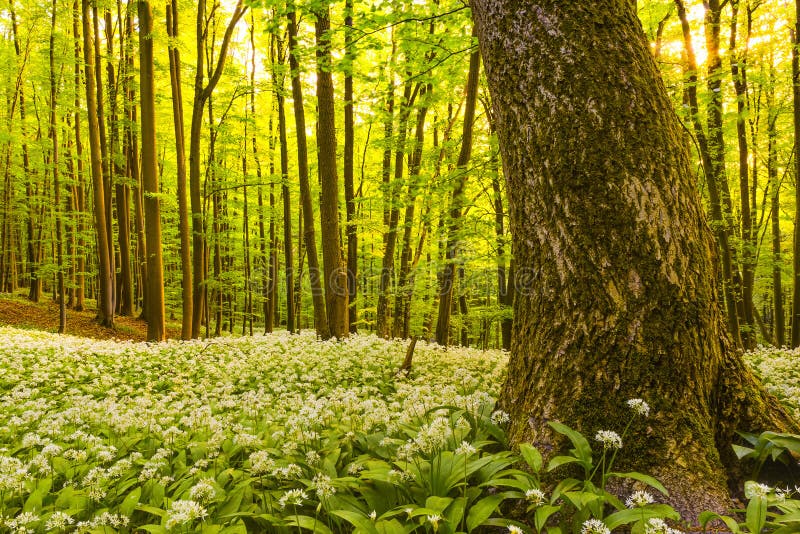 German Spring Forest stock image. Image of wild, blooming - 55034403
