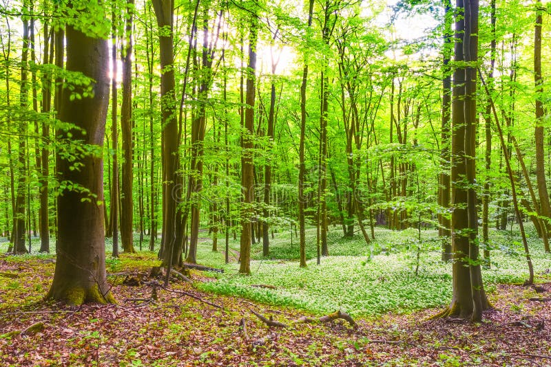 German Spring Countryside Landscape Stock Photo - Image of beauty ...