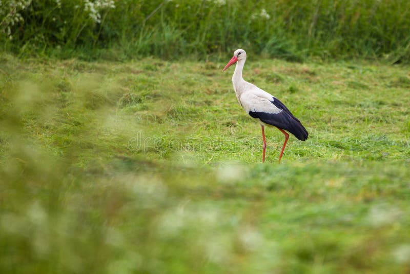 A German Stork is Searching for Food on Green Gras Stock Photo - Image ...