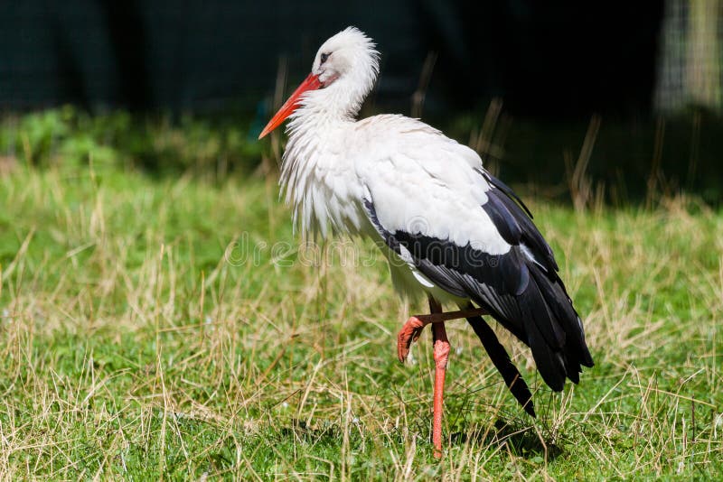 541 German Stork Stock Photos - Free & Royalty-Free Stock Photos from ...