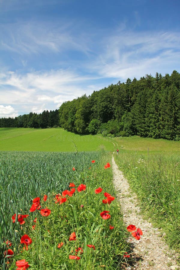German Summer Landscape, Cornfield with Red Poppies and Walkway Stock ...