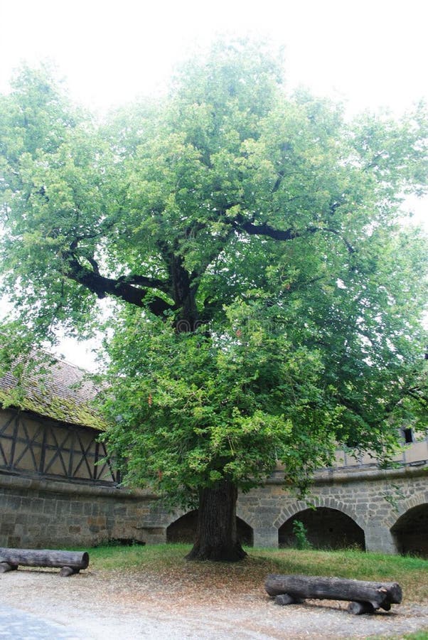 German tree stock photo. Image of beautiful, germany - 50677758