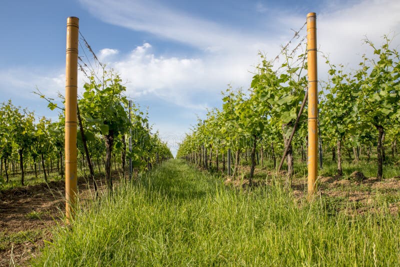 German Vineyard with Grass and Blue Sky in Spring Stock Photo - Image ...