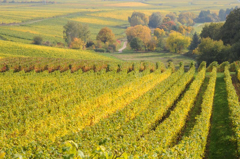 Fall Vineyard stock photo. Image of beauty, nature, seasonal - 2020818