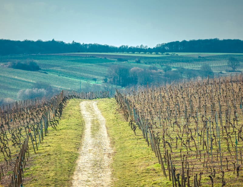 German vineyard view stock image. Image of landscape - 83740913