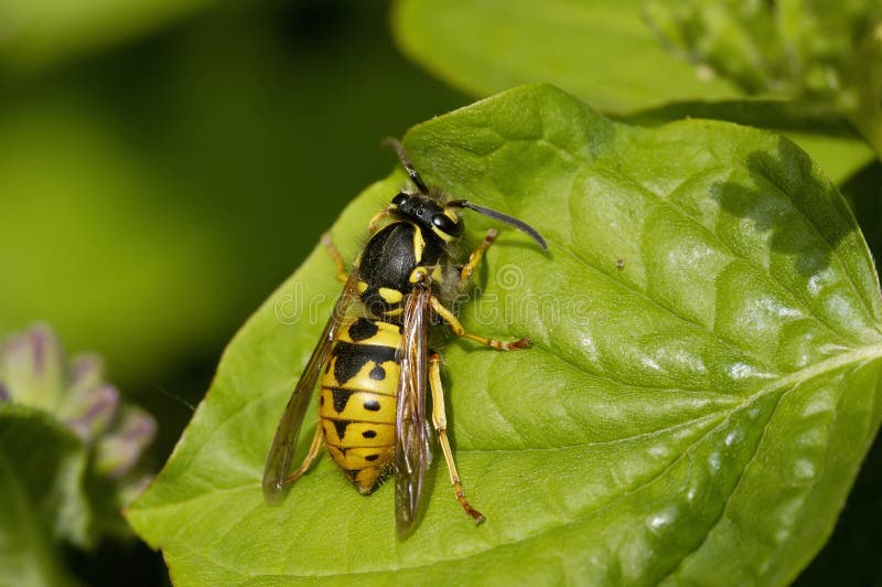 German Wasp - Vespula Germanica Stock Photo - Image of pest, predator ...