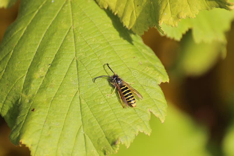 German Wasp stock photo. Image of nest, green, color - 48069480
