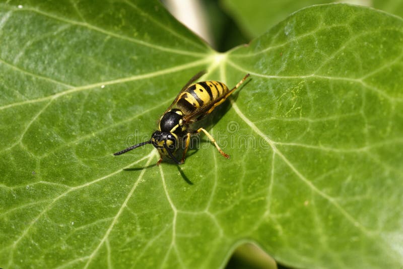 German Wasp stock image. Image of orange, wildlife, sting - 257073259