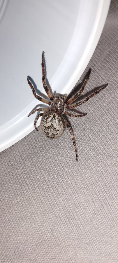 A German White, Black and Brown Spider. Stock Photo - Image of german ...