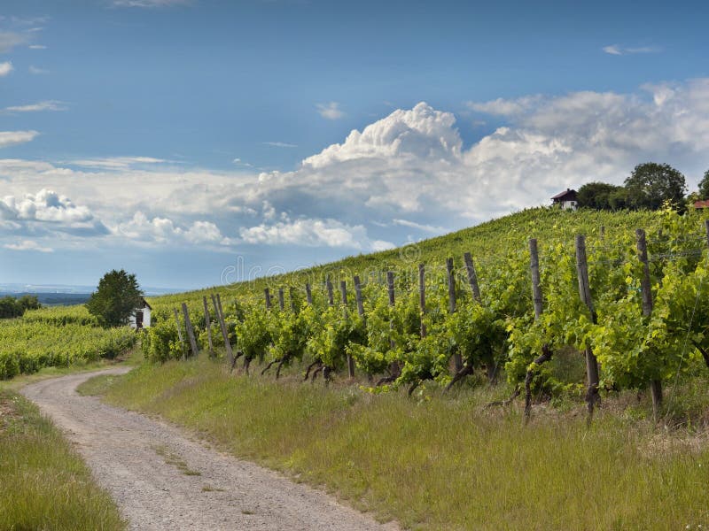German wine yard stock photo. Image of vine, landscape - 10165572