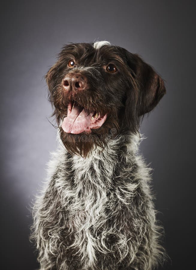 German wire-haired pointer stock image. Image of away - 42223585