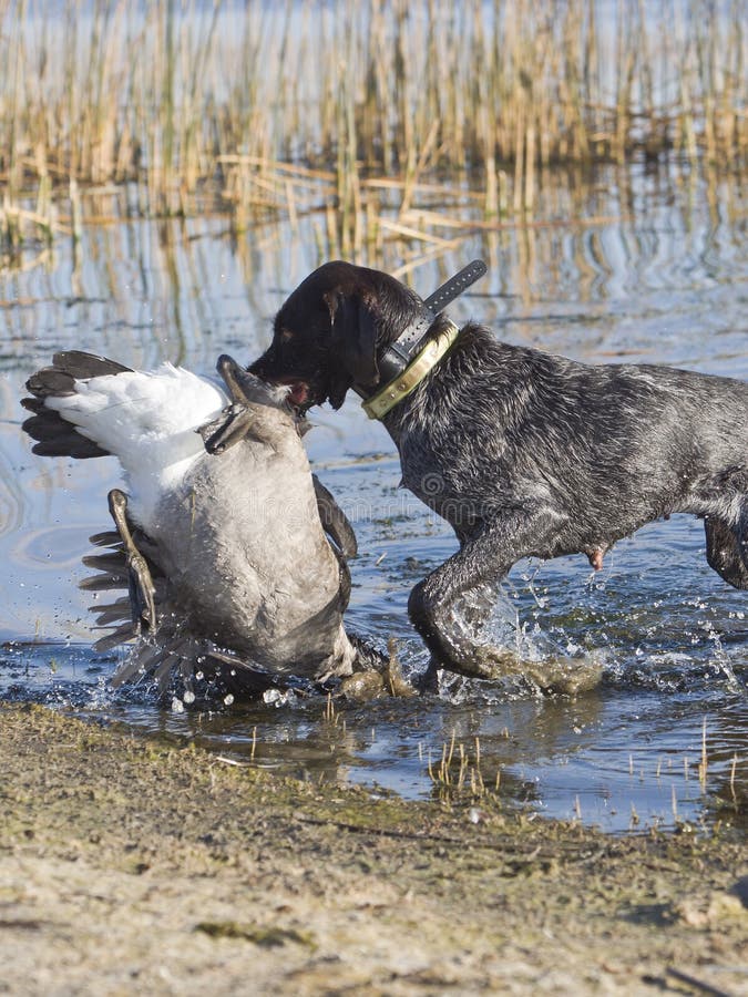 679 German Wirehaired Pointer Photos - Free & Royalty-Free Stock Photos ...