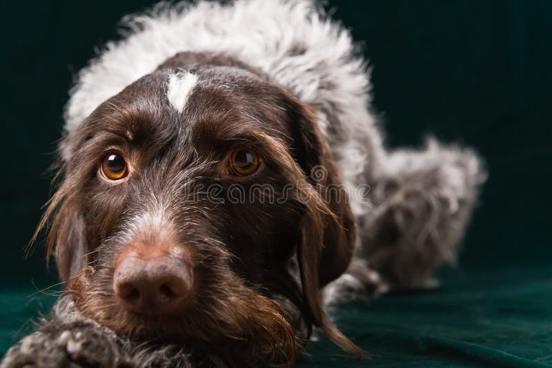 English Cocker Spaniel Puppy Stock Image - Image of collar, baby: 22874223