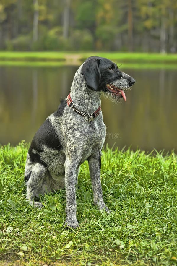German wirehaired pointer stock image. Image of obedience - 26834259