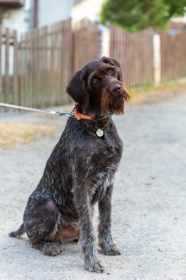 German Wirehaired Pointer Also Know As Drahthaar Sitting Stock Image - Image of breed, young ...
