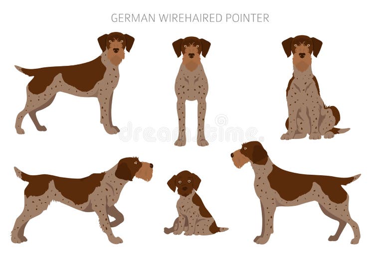 German Wirehaired Pointer Clipart. Different Poses, Coat Colors Set ...