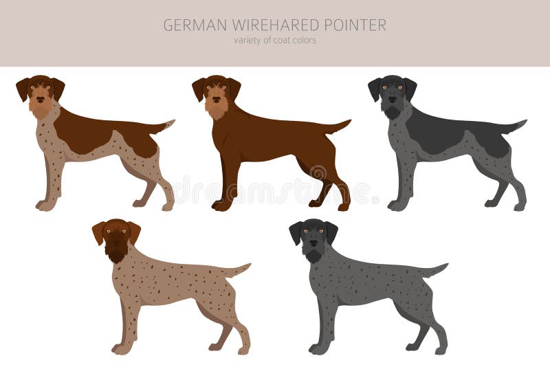 German Wirehaired Pointer Clipart. Different Poses, Coat Colors Set ...