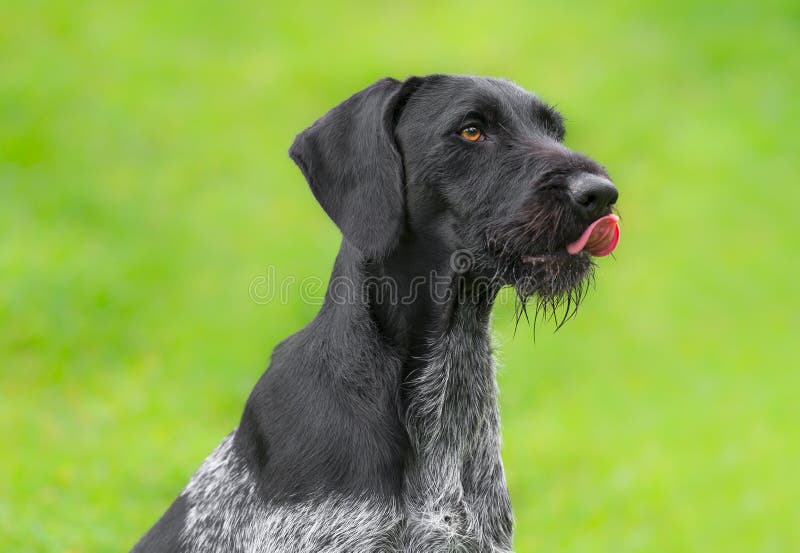 German Wirehaired Pointer (Deutsch Drahthaar) Poses Stock Image - Image ...