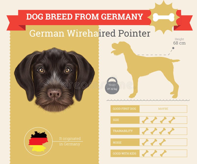 German Wirehaired Pointer Dog Breed Infographics Stock Illustration ...