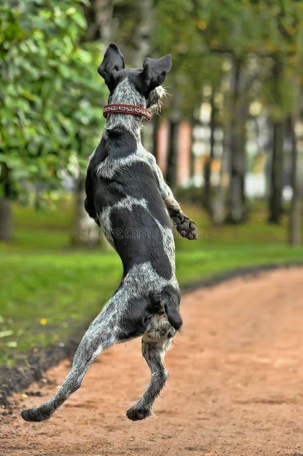 German Wirehaired Pointer Jumping Stock Image - Image of jump, hound ...