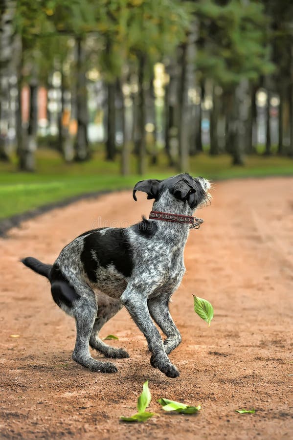 German Wirehaired Pointer Jumping Stock Image - Image of outdoor ...