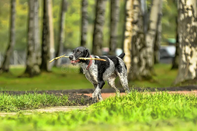 German Wirehaired Pointer in Summer Stock Photo - Image of animal ...