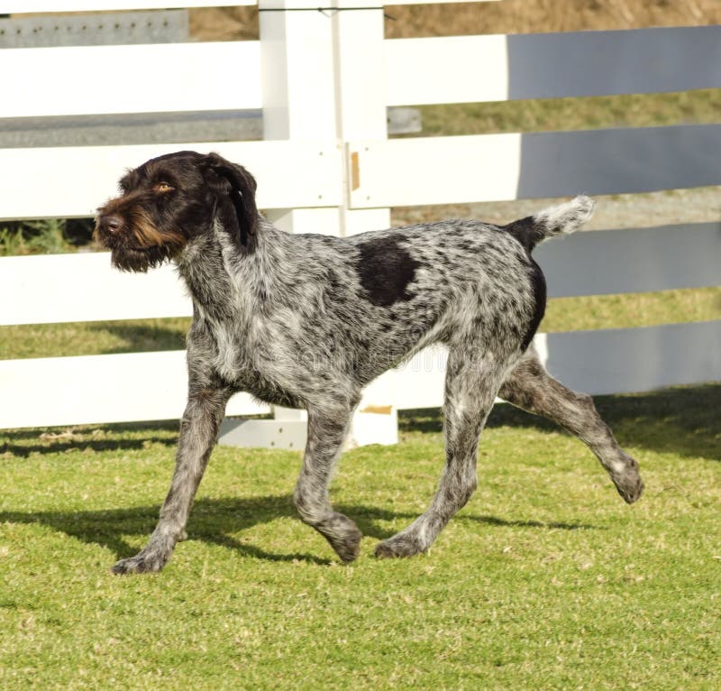 German Wirehaired Pointer stock photo. Image of haired - 47460736