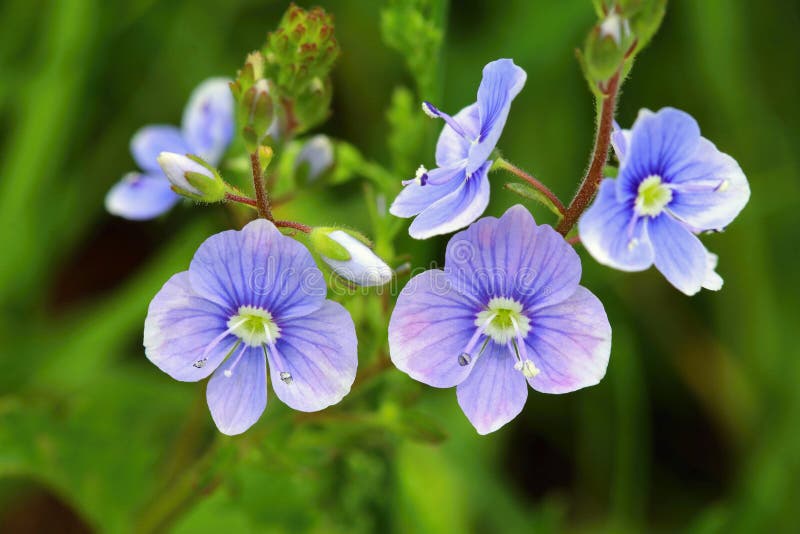 Germander Speedwell Flower Veronica Chamaedrys Stock Image - Image of ...