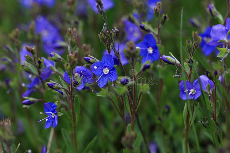 Prostrate Speedwell or Rock Speedwell - Veronica Prostrata Stock Image ...