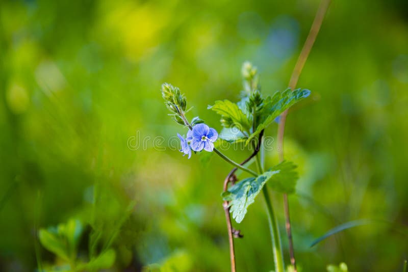 Germander Speedwell. Germander Speedwell Veronica Chamaedrys on a ...