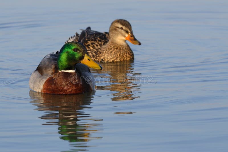 Germano Reale Dell'anatra - Platyrhynchos Di Anas Fotografia Stock ...