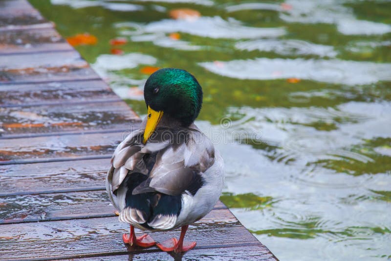 Germany, Beautiful, King Lake, Lake, Wild Duck, Water Duck Stock Photo ...