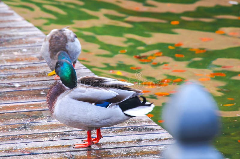 Germany, Beautiful, King Lake, Lake, Wild Duck, Water Duck Stock Image ...