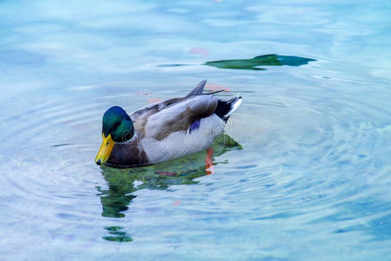 Germany, Beautiful, King Lake, Lake, Wild Duck, Water Duck Stock Image ...
